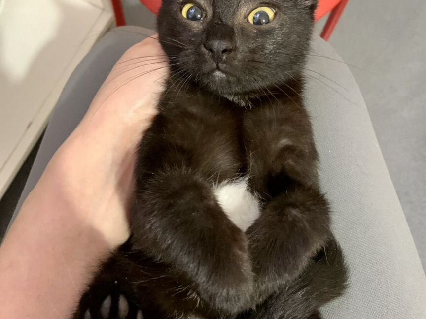 Котенок Медвежонок