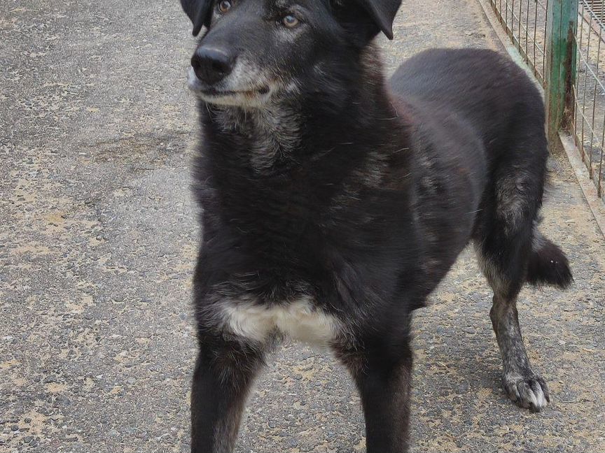 Собака Беззубик, пожилой, ласковый песик