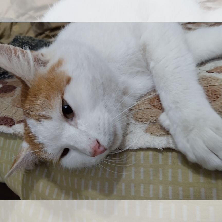 Кот- подкидыш