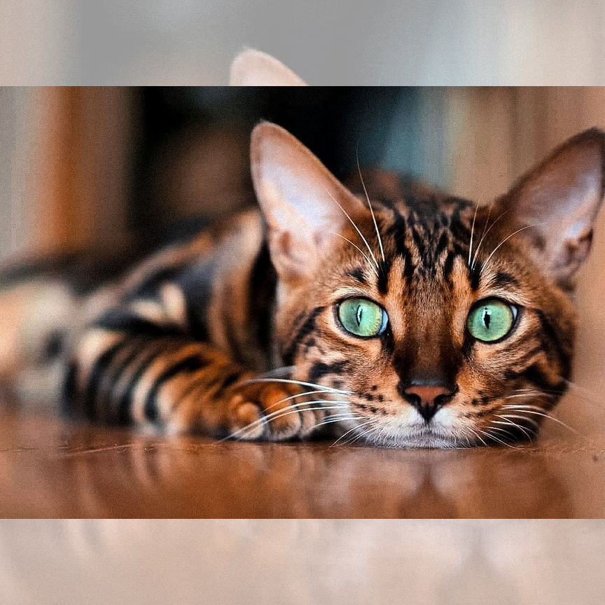 Бенгальская кошка