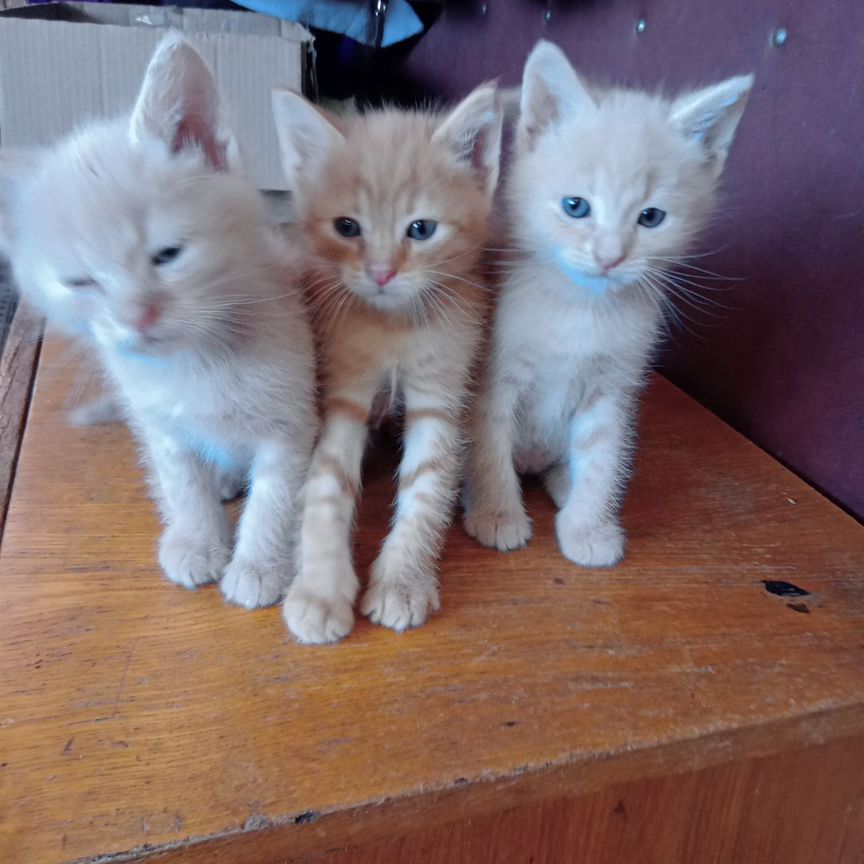 Котята в добрые руки бесплатно