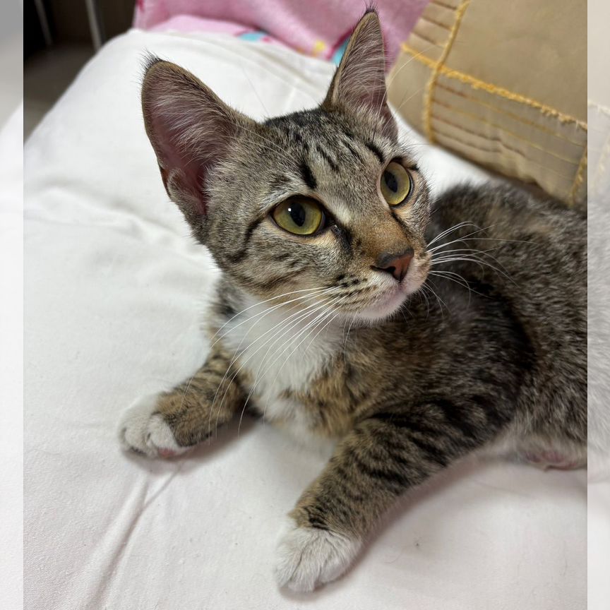 Котёнок в добрые руки