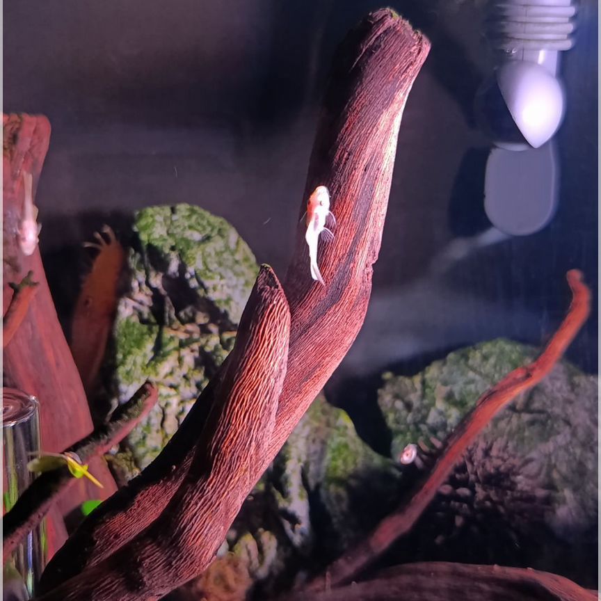 Жёлтый сом пецилия креветки