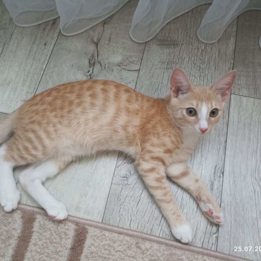 Рыжий котенок мальчик на передержку
