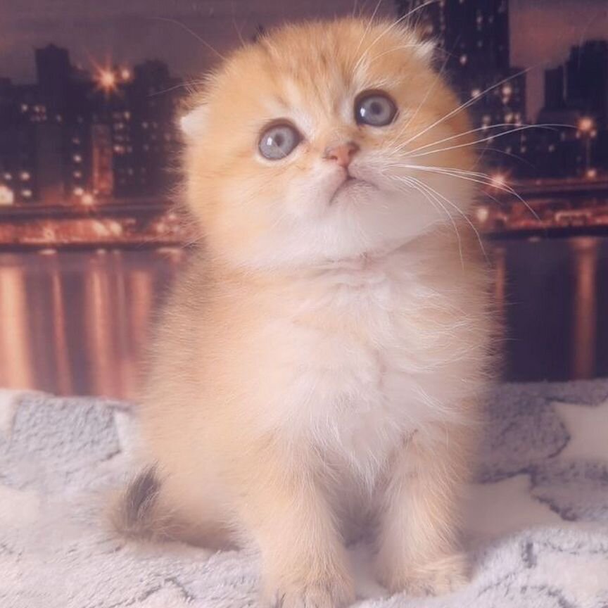 Вислоухий котик