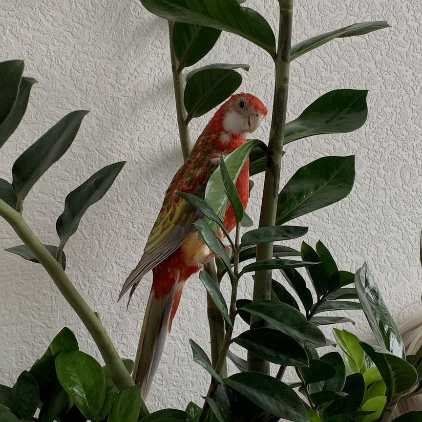 Попугай Розелла пестрая