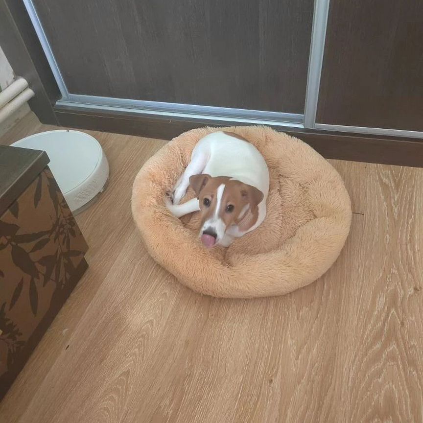 Джек-рассел-терьер, щенок