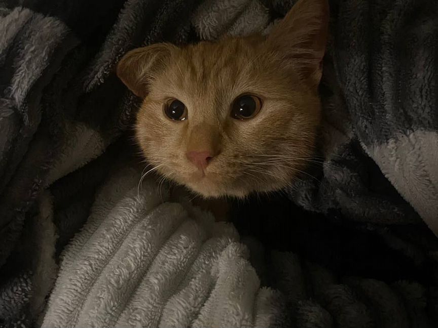 Котик в добрые руки