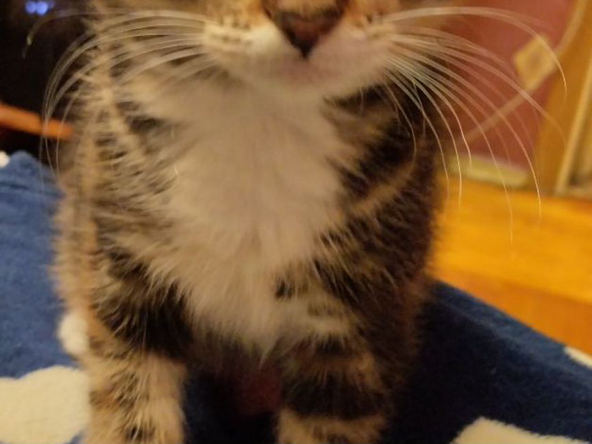 Кошка