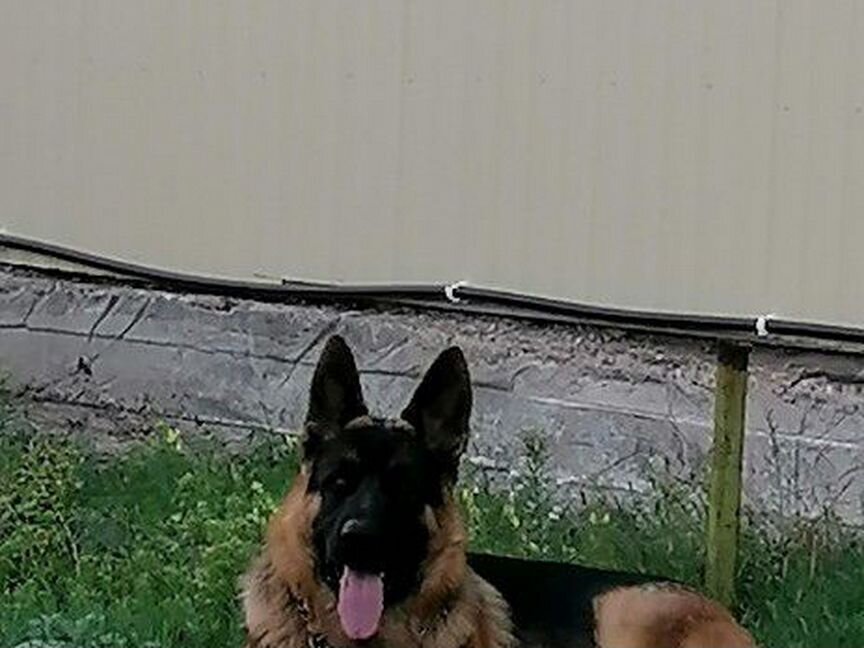 Немец кобель. вязка