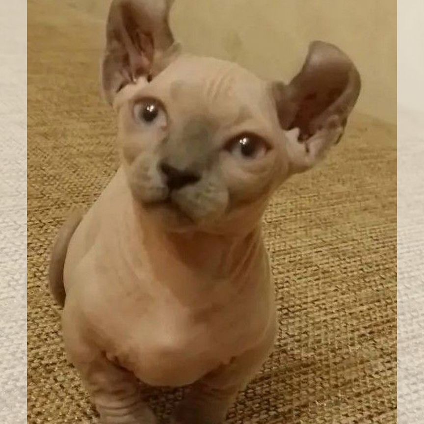 Канадский сфинкс котёнок