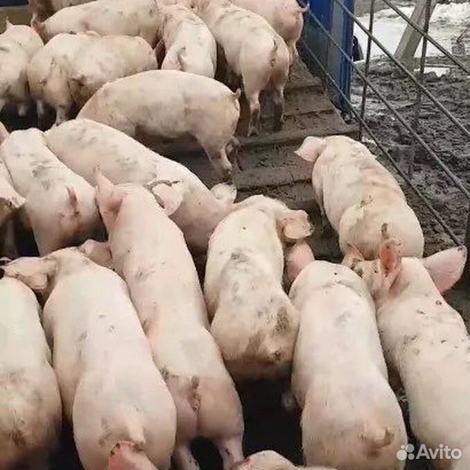 Супермясные поросята