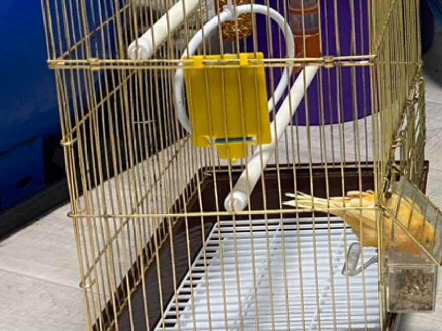 Канарейка с клеткой