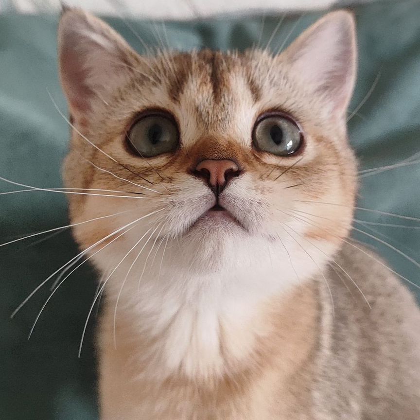 Шотландский котенок золотая шиншилла