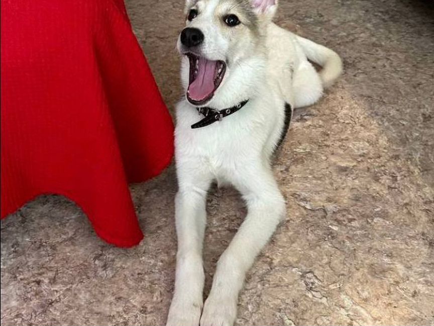 Собака в добрые руки отдам бесплатно щенки