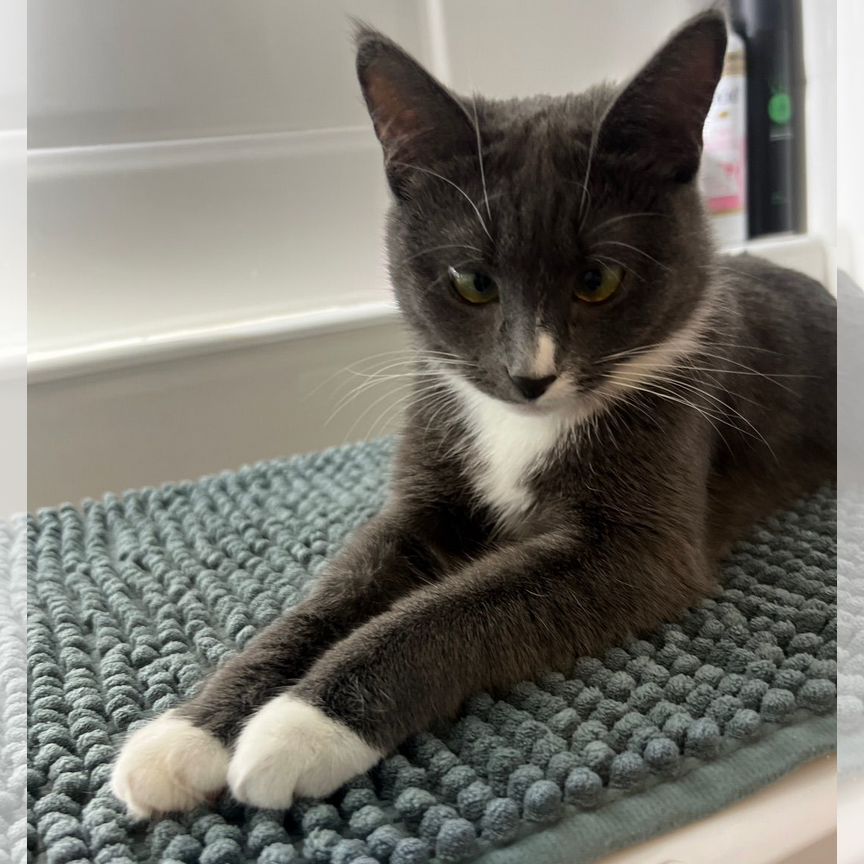 Русская голубая, взрослая кошка