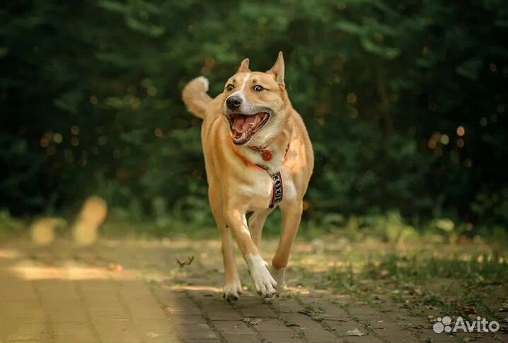 Собака даром в добрые руки