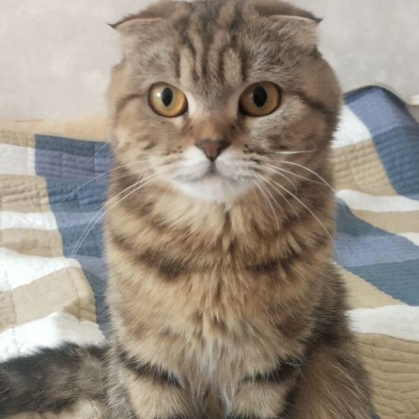 Шотландская вислоухая кошка