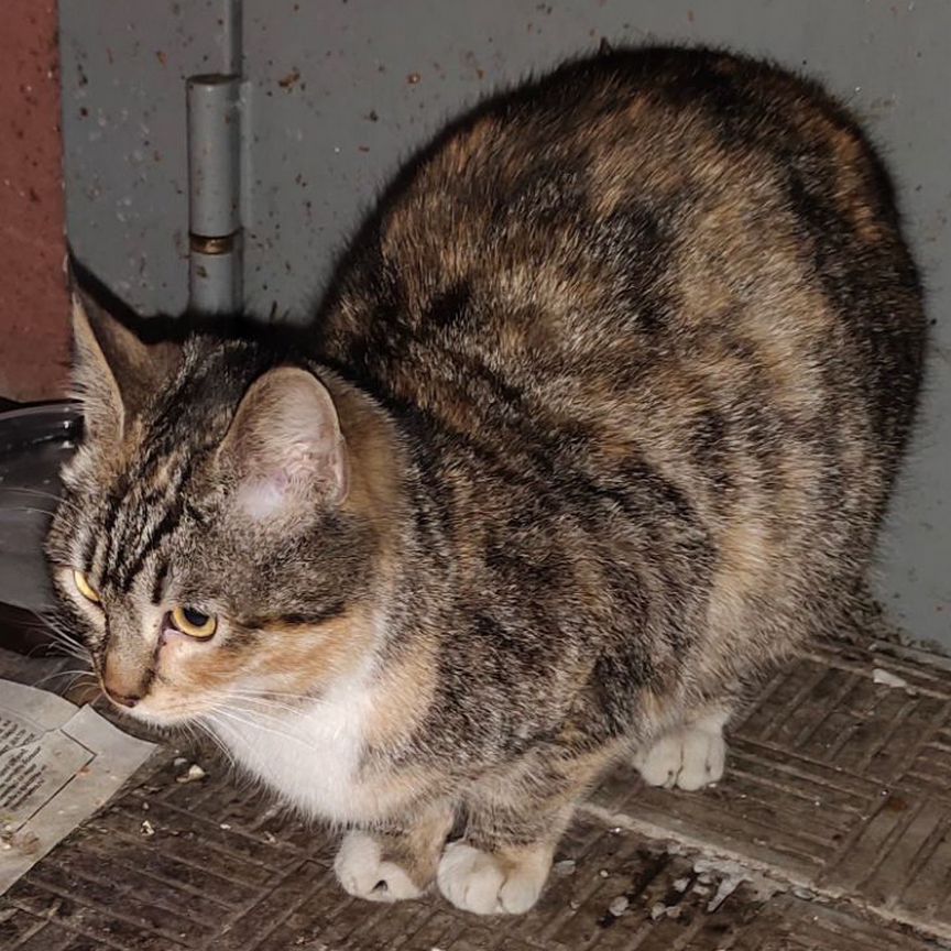 Взрослая, кошка в добрые руки