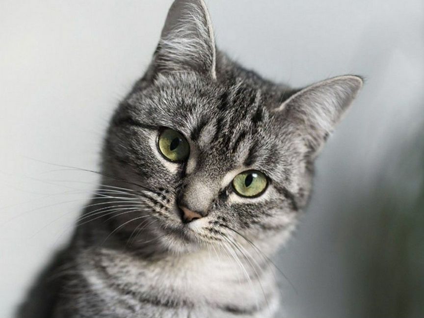 Котенок мальчик в добрые руки