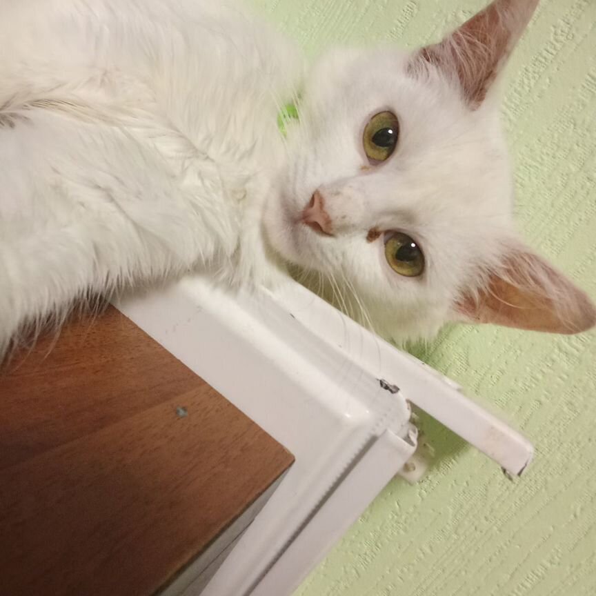 Котенок в добрые руки Помогите