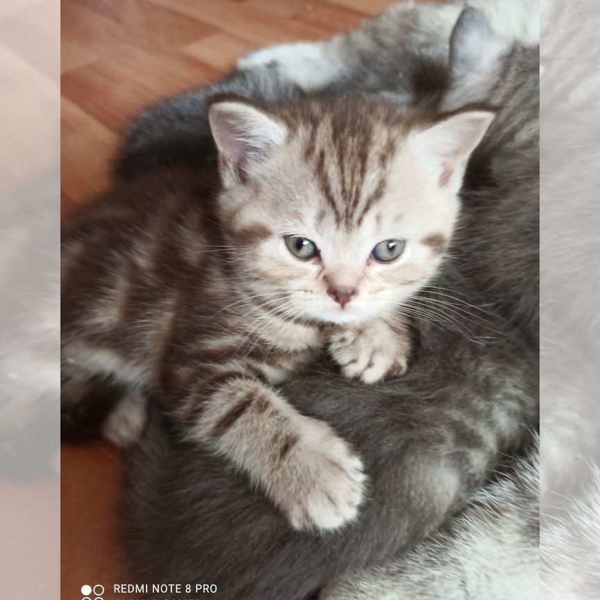 Шотландский вислоухий короткошёрстный котёнок