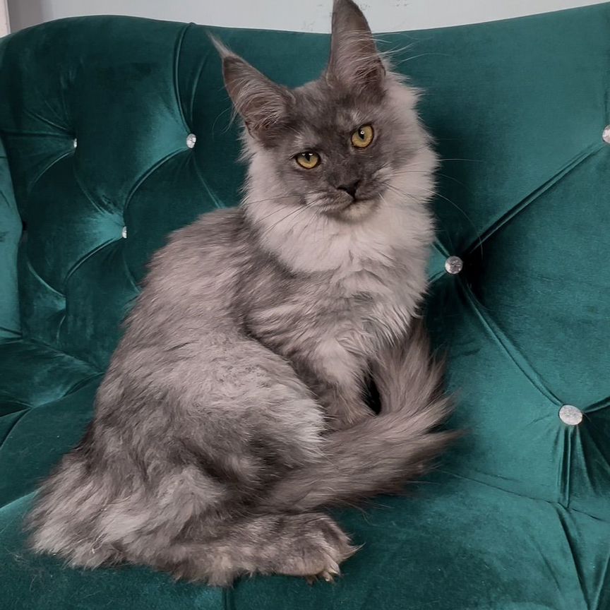 Мейн-кун котёнок