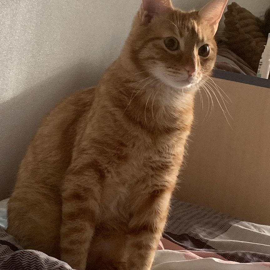 Взрослый кот в добрые руки