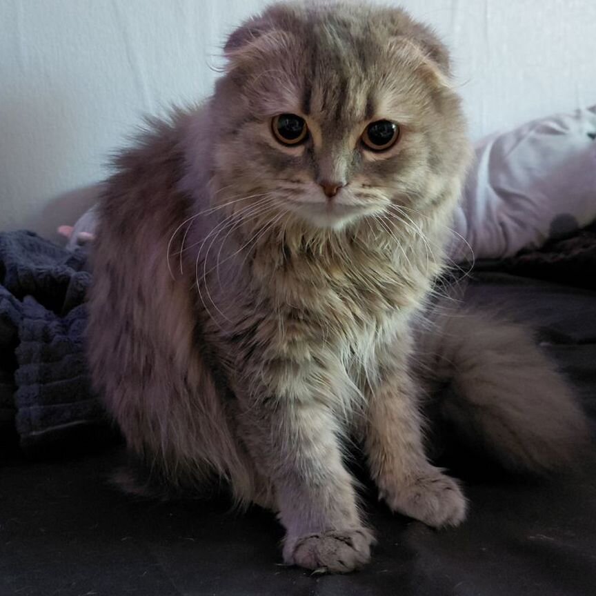 Шотландский вислоухий длинношёрстный котёнок