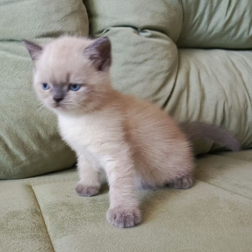 Малыш шотландец