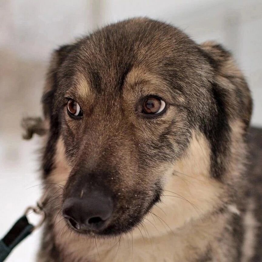 Ищем дом для скромного пса