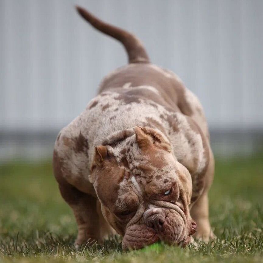 Американский булли, взрослая собака