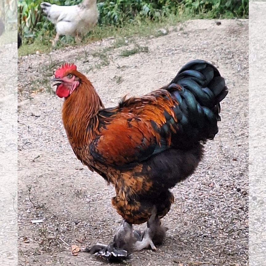 Молодые петухи