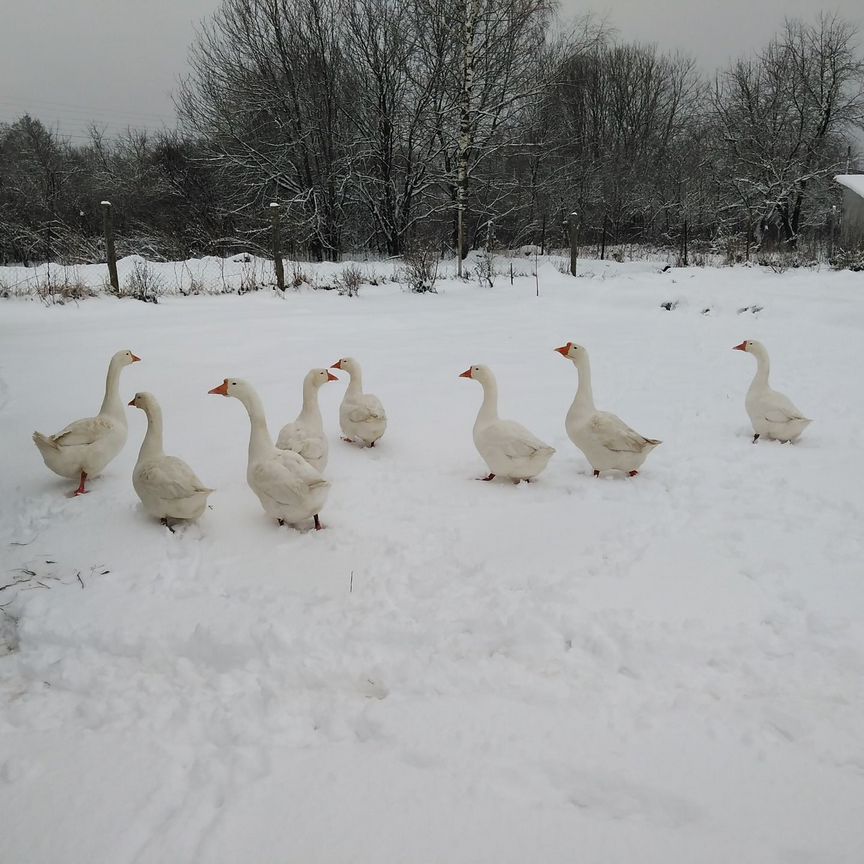 Гуси живые