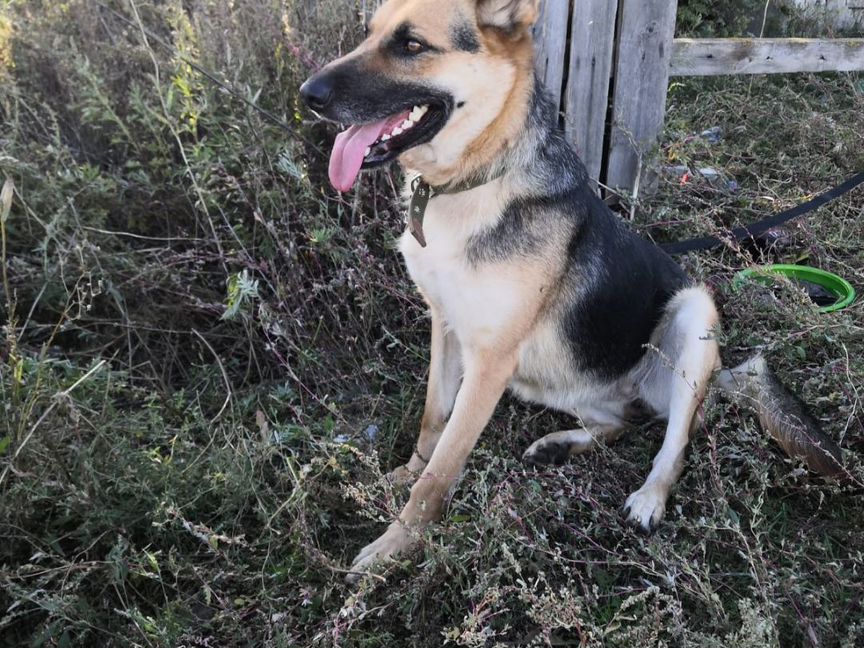 Восточноевропейская овчарка