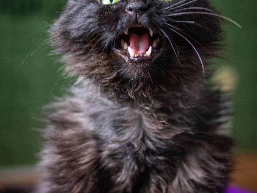 Котик ищет дом