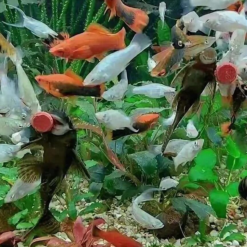 Аквариумные рыбки