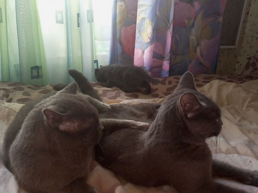 Продам британских котят