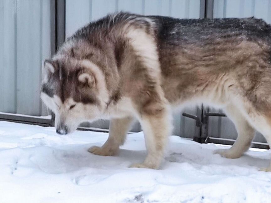 Вязка Аляскинский Маломут