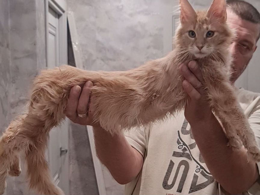 Котик мэйн кун 3,5