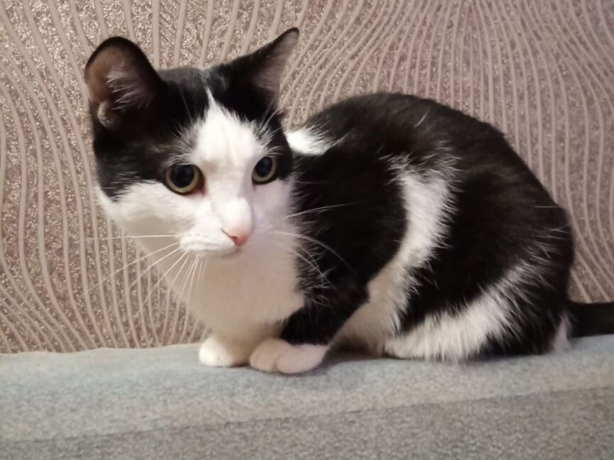 Кот