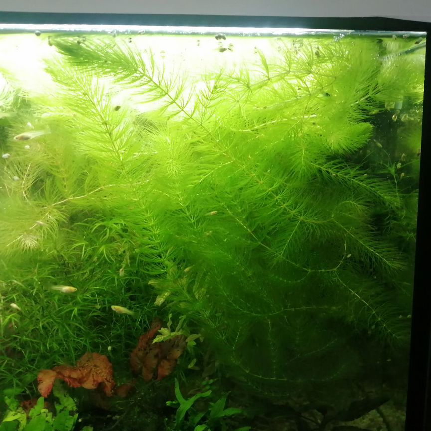 Аквариумное растение роголистник отдам