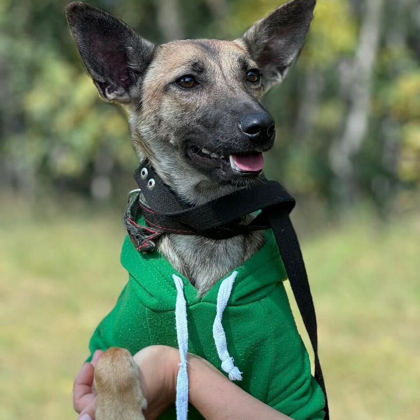 Креветка щенок из приюта