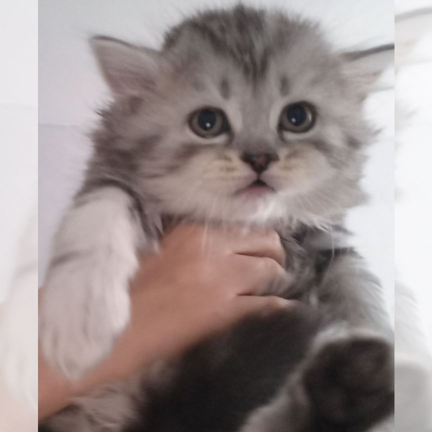 Шотландский прямоухий короткошёрстный котёнок