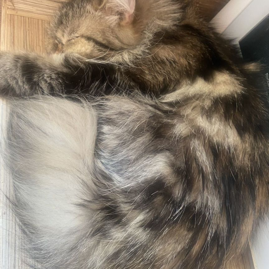 Кошка экзот с котятами