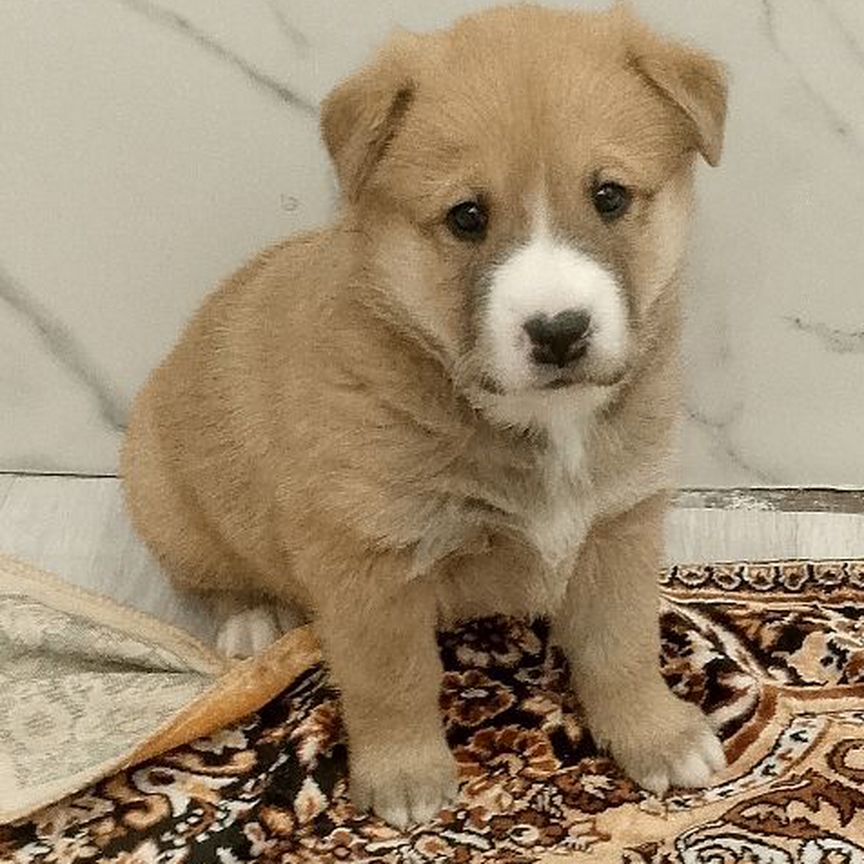 Лабрадор-ретривер, щенок