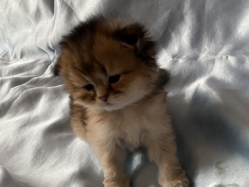 Кошки скотишфолд