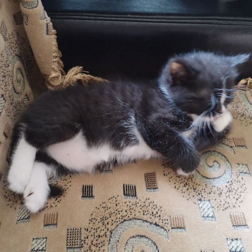 Черный котенок в добрые руки