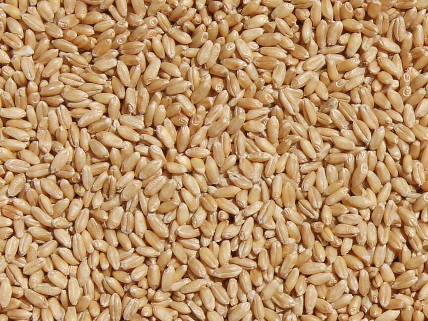 Зерно на корм скоту