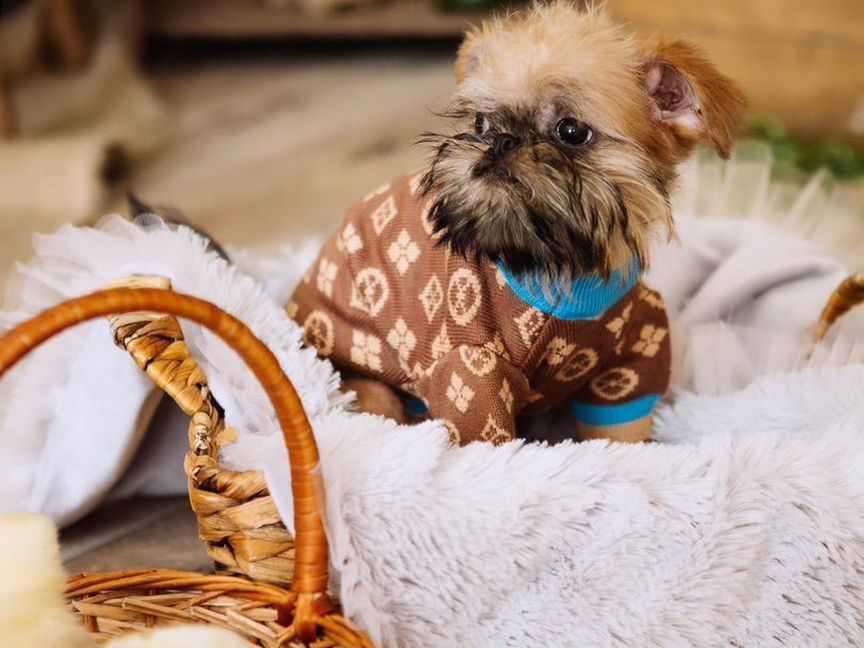 Щенок Брюссель Гриффон, рыжий домовенок, РКФ